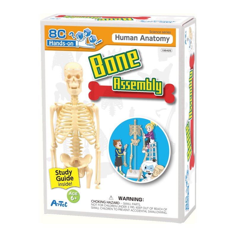 Artec Bone Assembly - Toys4brain – STEM Toys